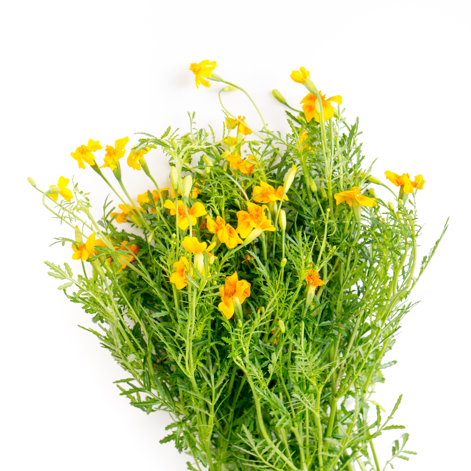 Starfire Mix Marigold Plant Seeds | MATERIAL26