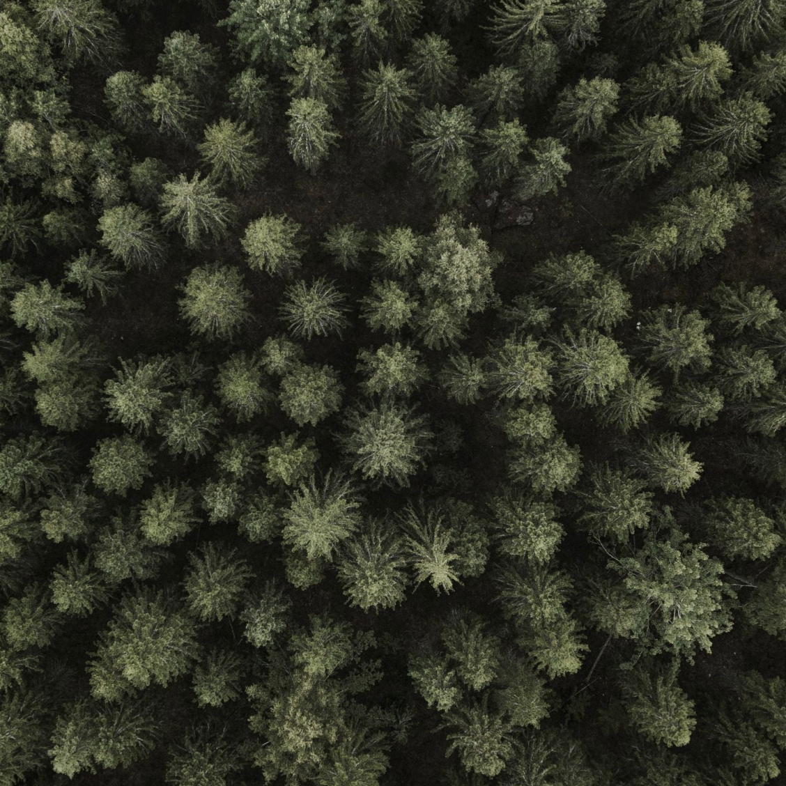 Organic Pine Oil - MATERIAL26